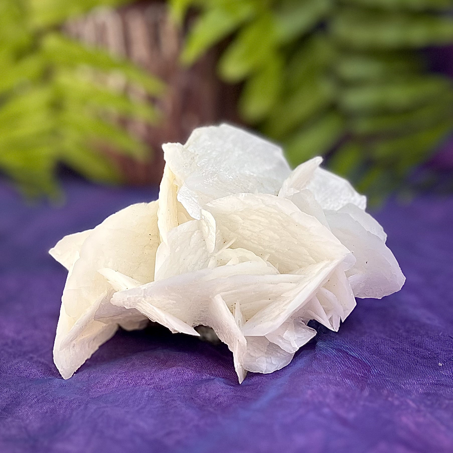 Calcite Rose Specimen XL – Carpe Diem With Remi